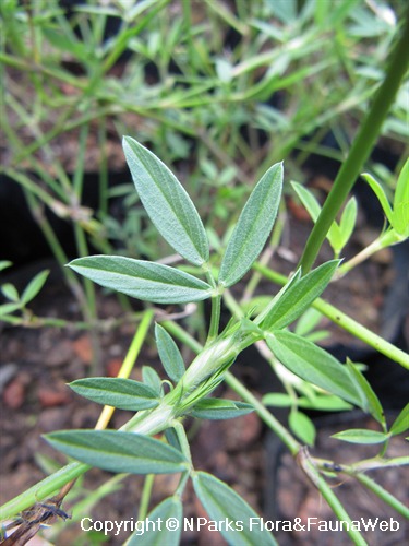 NParks | Stylosanthes humilis
