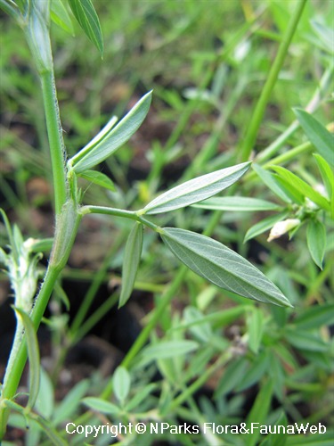 NParks | Stylosanthes humilis
