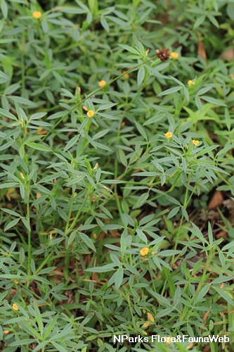 NParks | Stylosanthes humilis