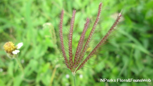 NParks | Chloris barbata