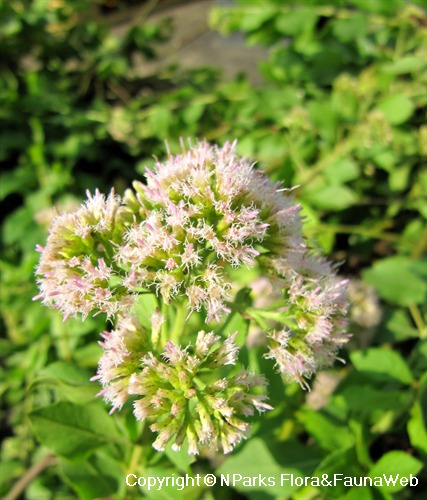 NParks | Pluchea indica