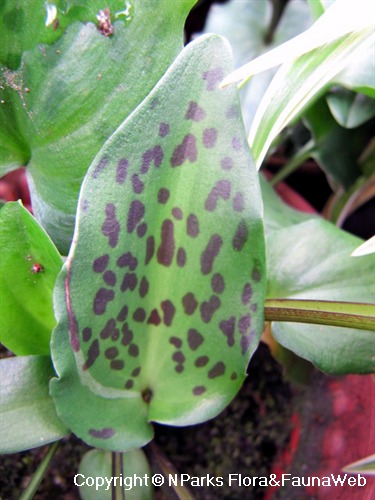 NParks | Drimiopsis maculata