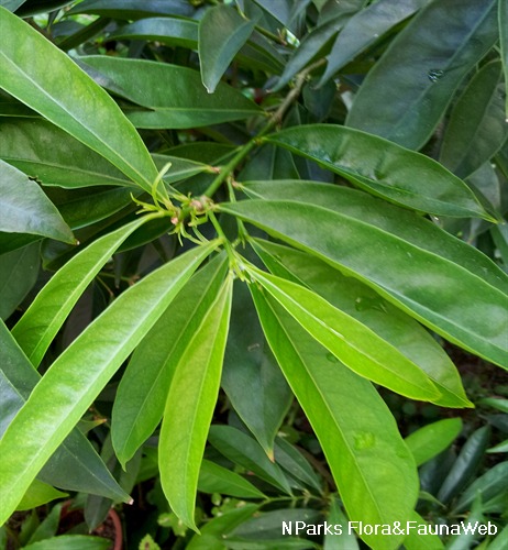 NParks | Phaleria macrocarpa