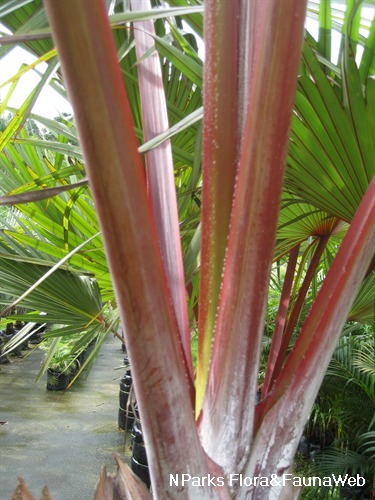 NParks | Latania lontaroides