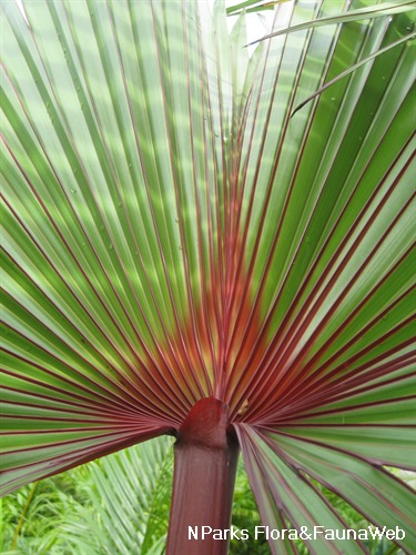 NParks | Latania lontaroides