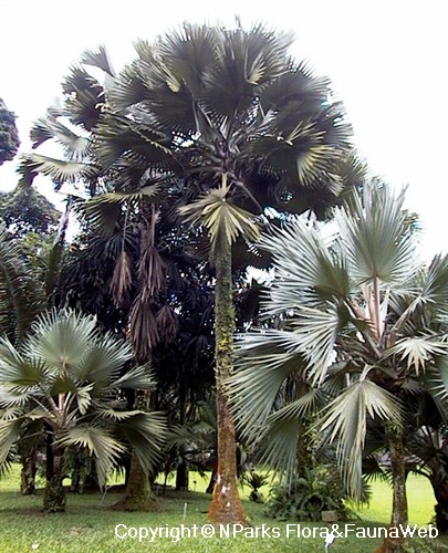 NParks | Latania lontaroides