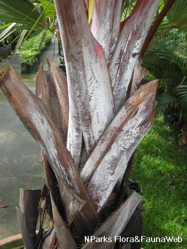 NParks | Latania lontaroides