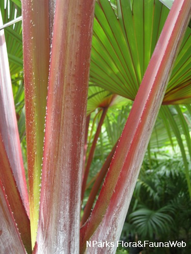 NParks | Latania lontaroides