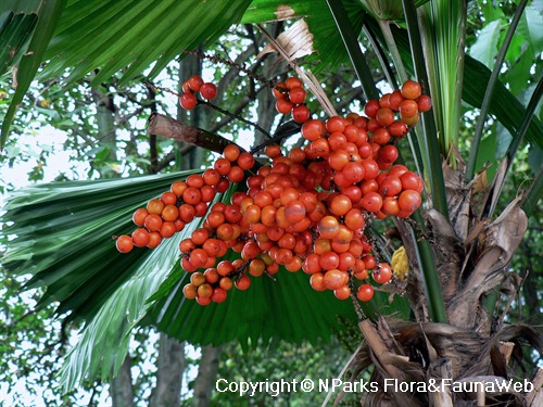 NParks | Licuala grandis