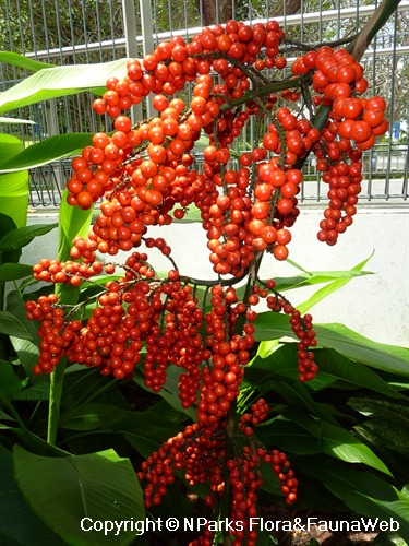 NParks | Licuala grandis