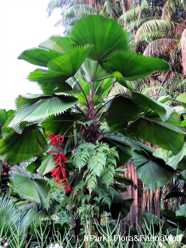 NParks | Licuala grandis