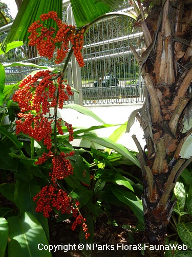 NParks | Licuala grandis