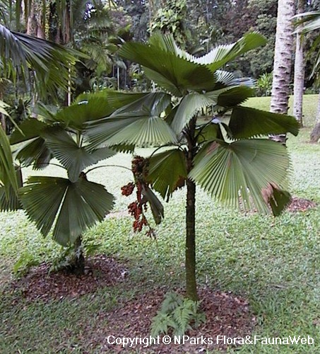 NParks | Licuala grandis