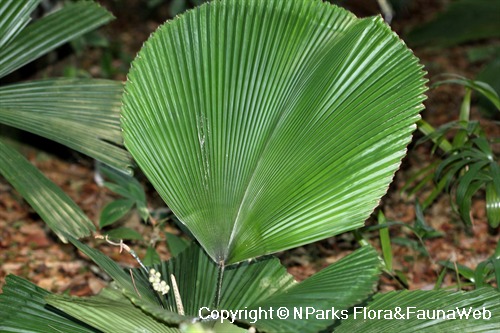 NParks | Licuala orbicularis