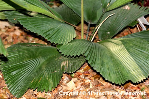 NParks | Licuala orbicularis