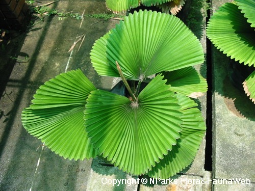 NParks | Licuala orbicularis