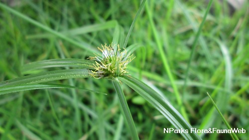 NParks | Cyperus mindorensis
