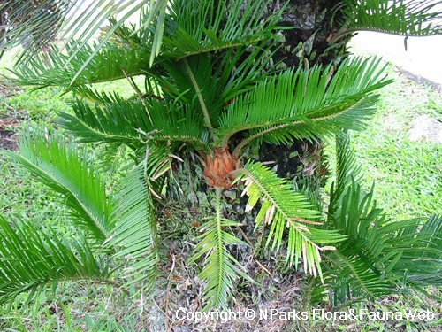 NParks | Cycas revoluta