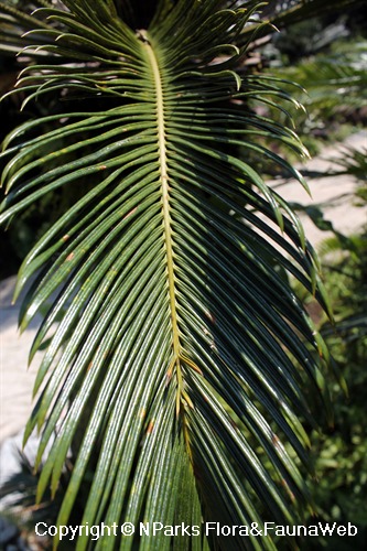 NParks | Cycas revoluta