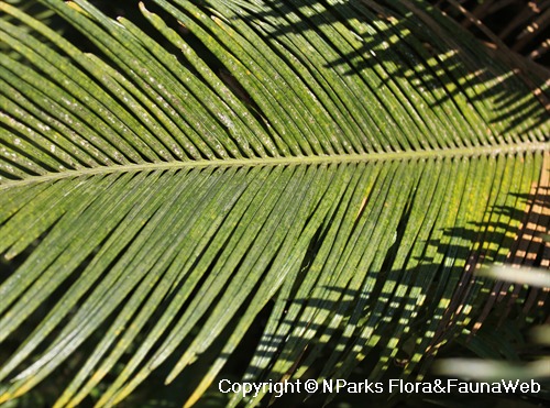 NParks | Cycas revoluta