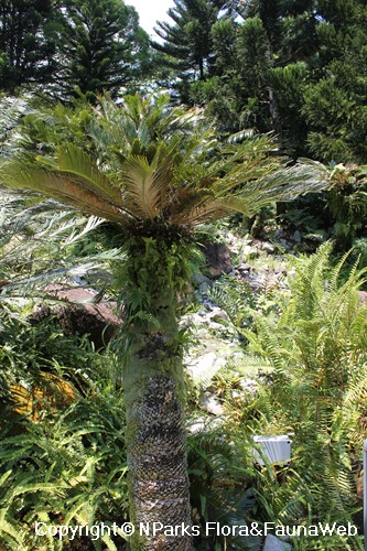 NParks | Cycas revoluta