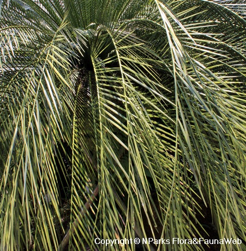 NParks | Macrozamia moorei