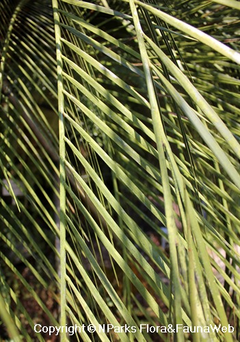 NParks | Macrozamia moorei