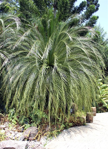 NParks | Macrozamia moorei