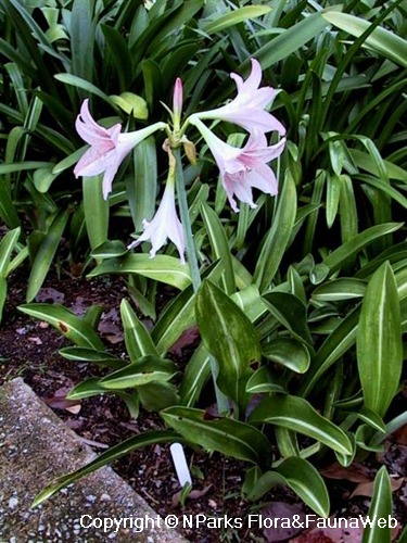NParks | Hippeastrum reticulatum var striatifolium