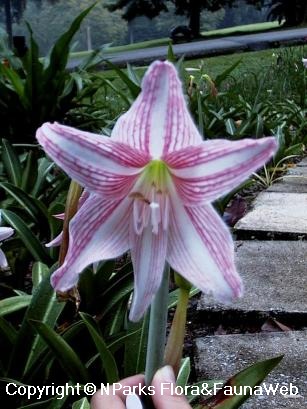 NParks | Hippeastrum reticulatum var striatifolium