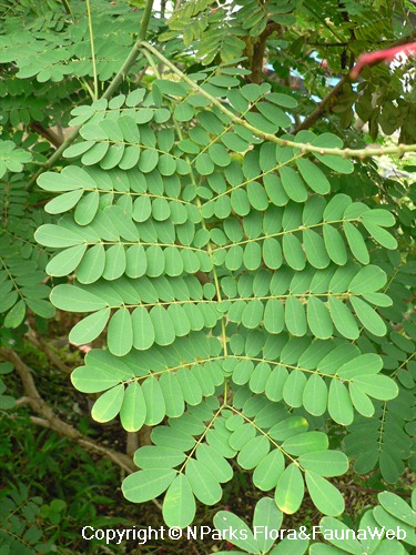 Bipinnately Compound Leaf