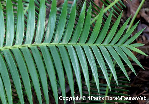 NParks | Dioon spinulosum