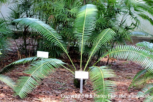NParks | Dioon spinulosum