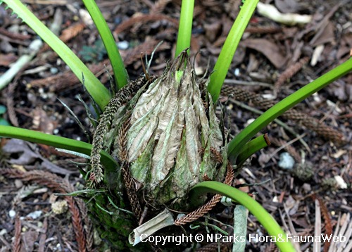 NParks | Dioon spinulosum