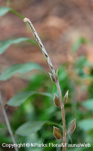 NParks | Zamia fischeri