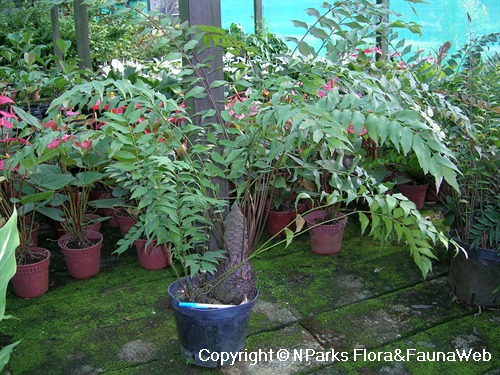 NParks | Zamia fischeri