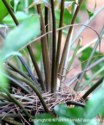 NParks | Zamia fischeri