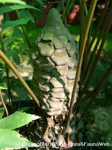 NParks | Zamia fischeri