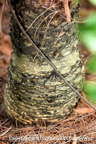NParks | Zamia fischeri
