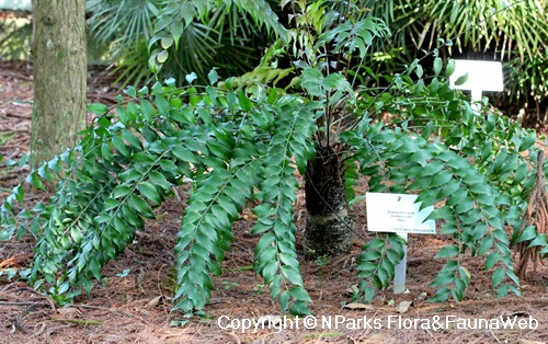NParks | Zamia fischeri