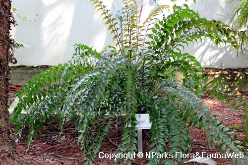 NParks | Zamia fischeri