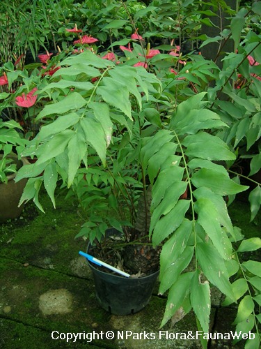 NParks | Zamia fischeri