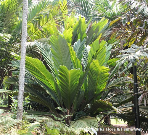 NParks | Salacca magnifica