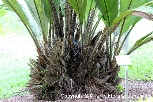 NParks | Salacca magnifica