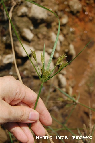 NParks | Cyperus digitatus
