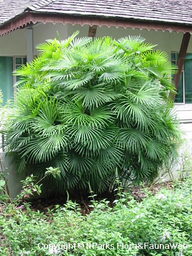 NParks | Rhapis multifida