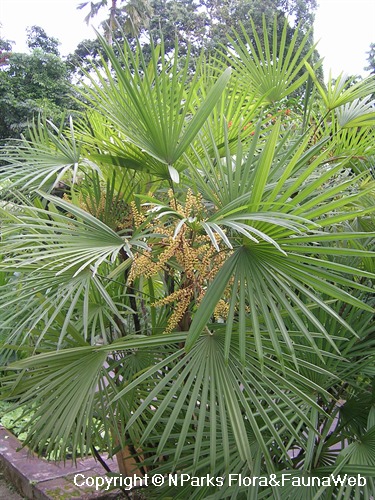 NParks | Rhapis multifida