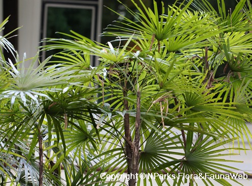 NParks | Rhapis multifida