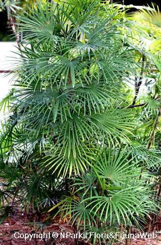 NParks | Rhapis multifida