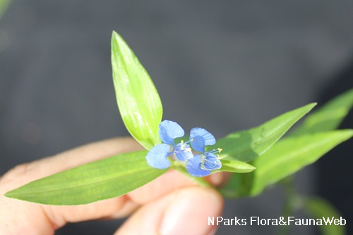 NParks | Commelina diffusa